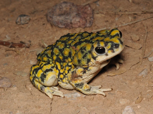 Anaxyrus retiformis (Sonoran Green Toad) | Arizona Wildlife Conservation Strategy